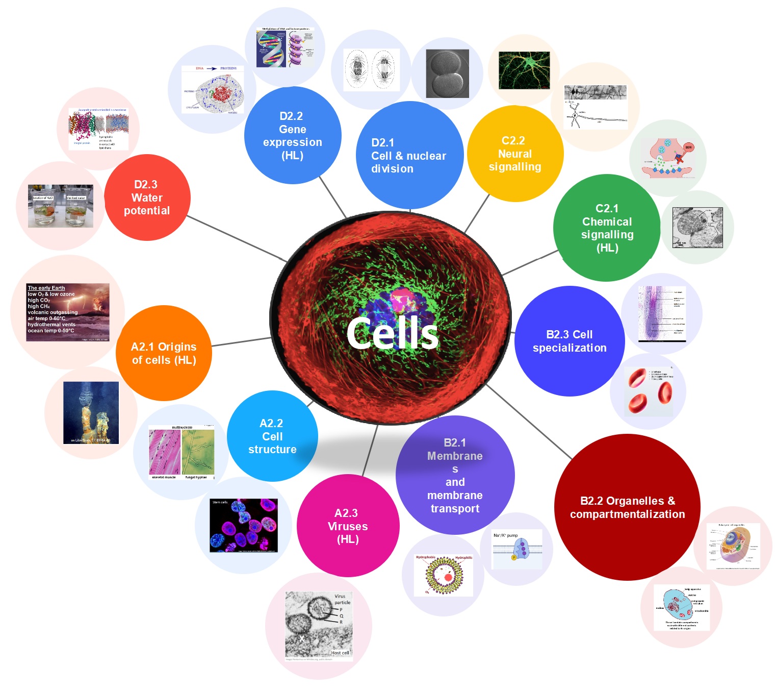 Edupic Cell Drawings Di 2020 EduPic Cell Drawings