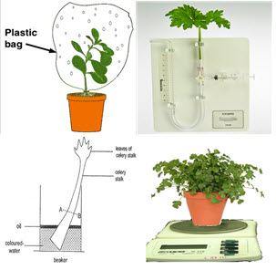 Transpiration Experiment Procedure